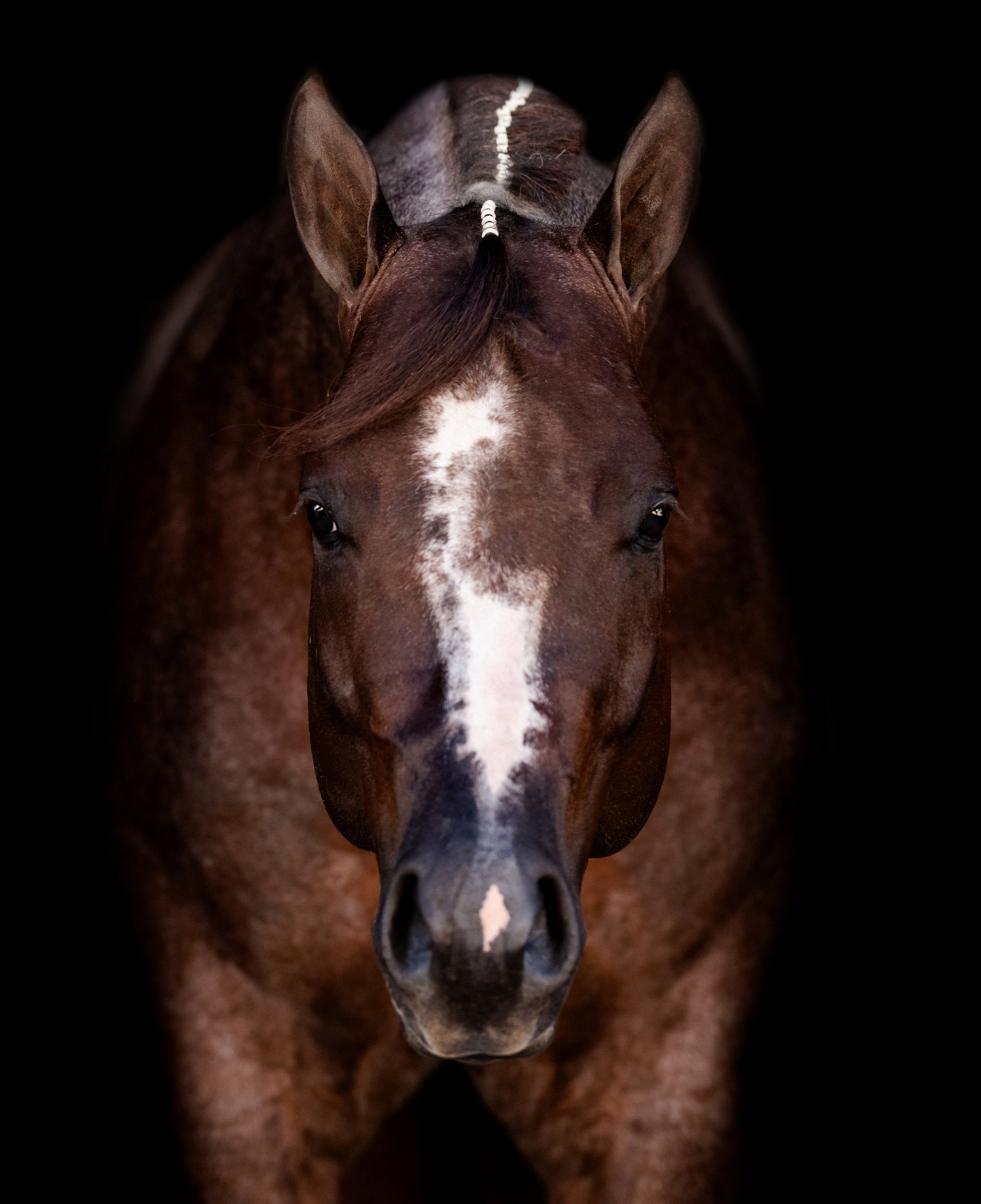 First Thingz First - Super Sires