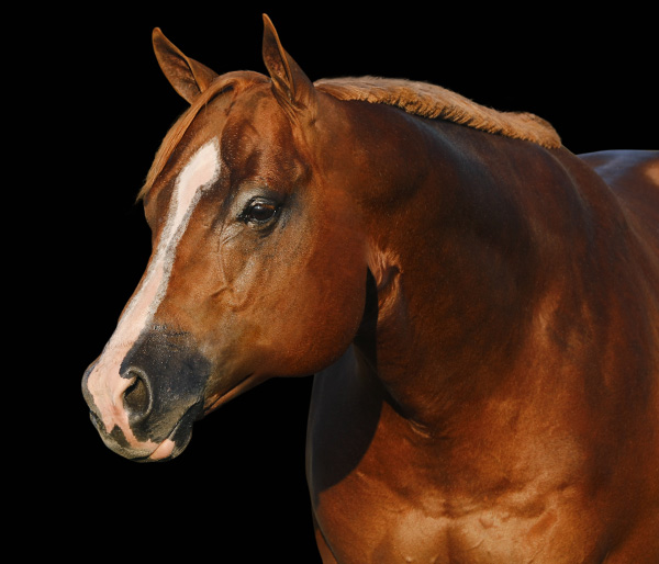 Certainly A Vision – Super Sires