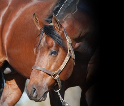 Stallions – Super Sires