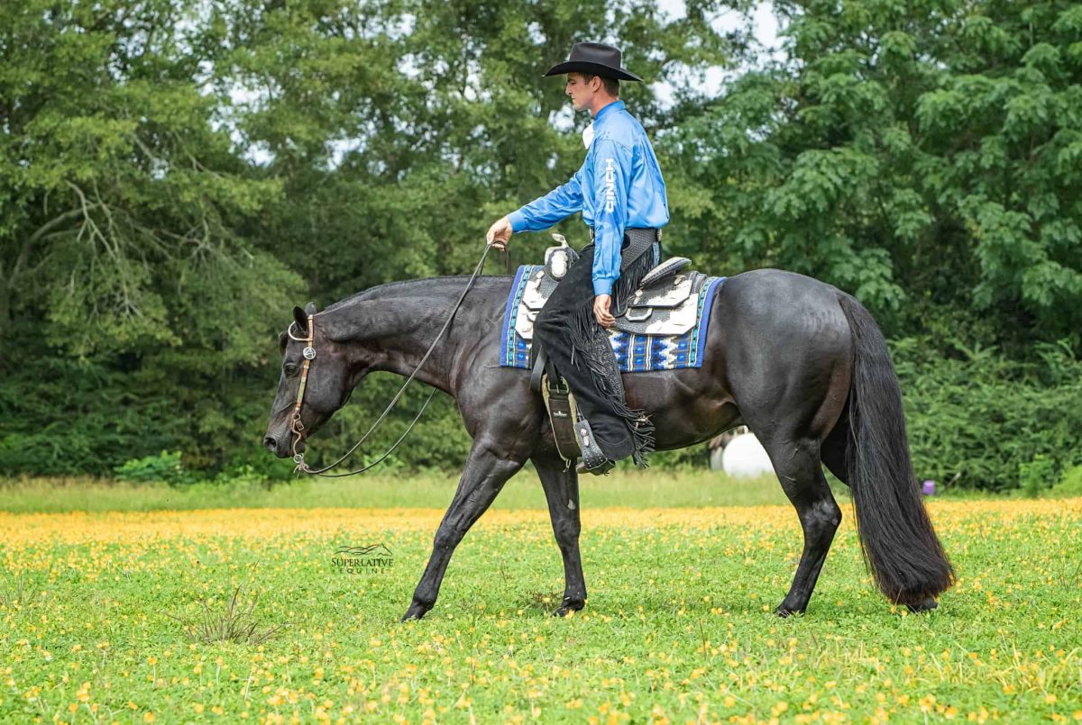 SST Festus – Super Sires