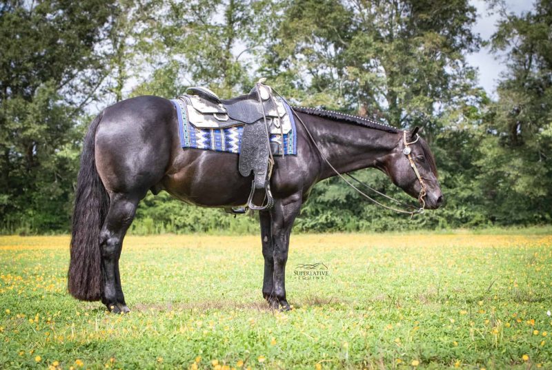 SST Festus – Super Sires