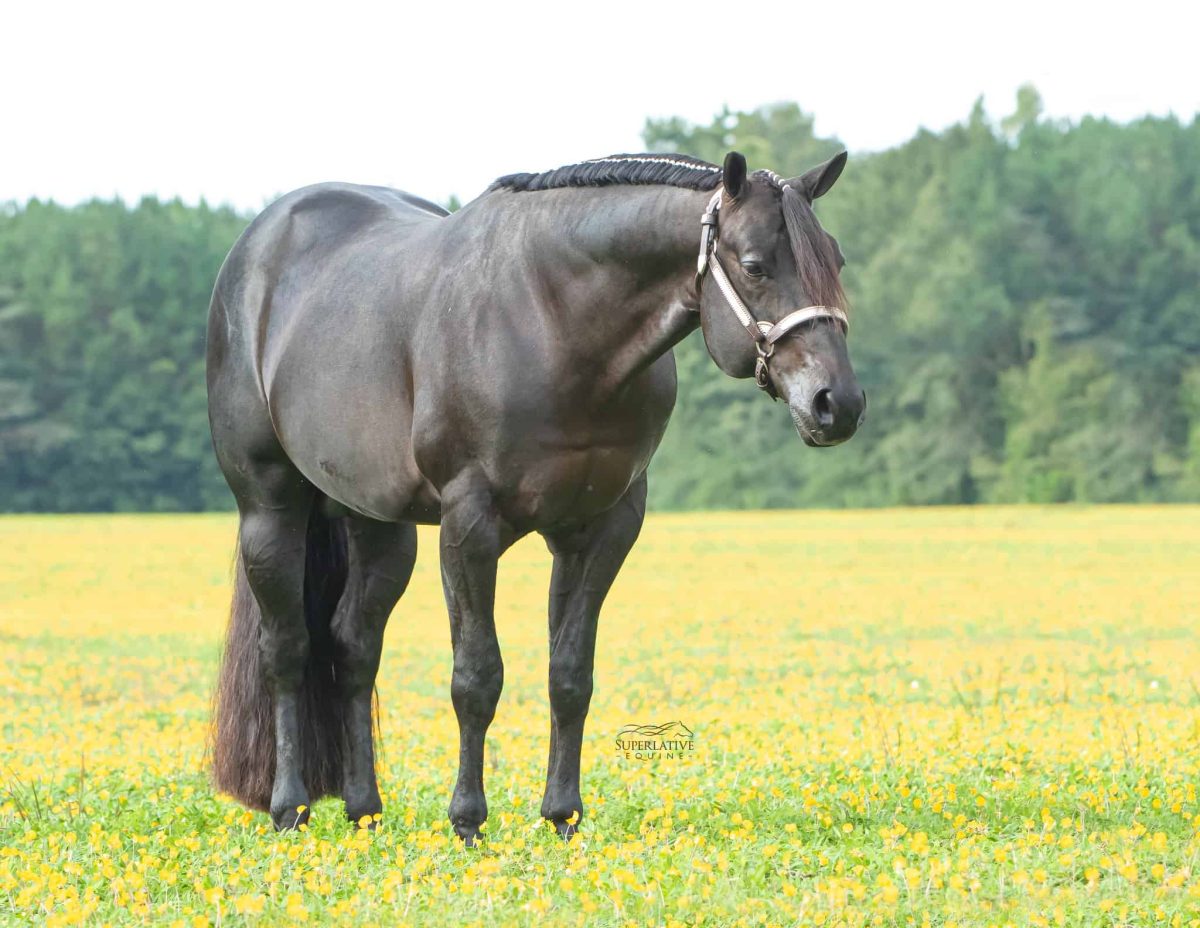 SST Festus – Super Sires