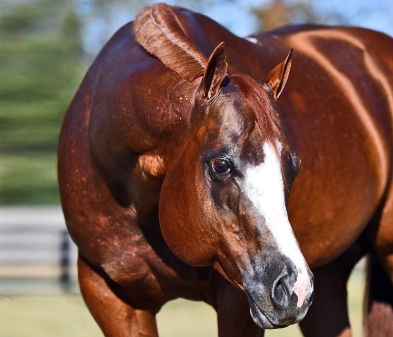 Stallions – Super Sires