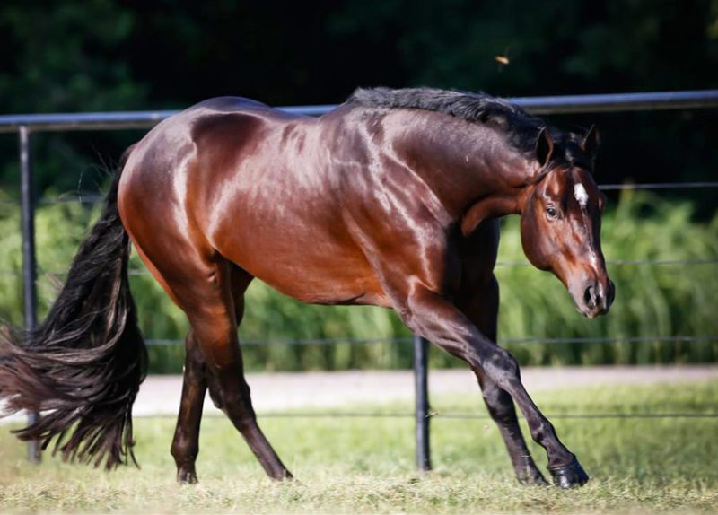 Good Better Best – Super Sires