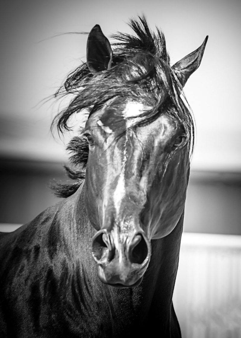 Good Better Best – Super Sires